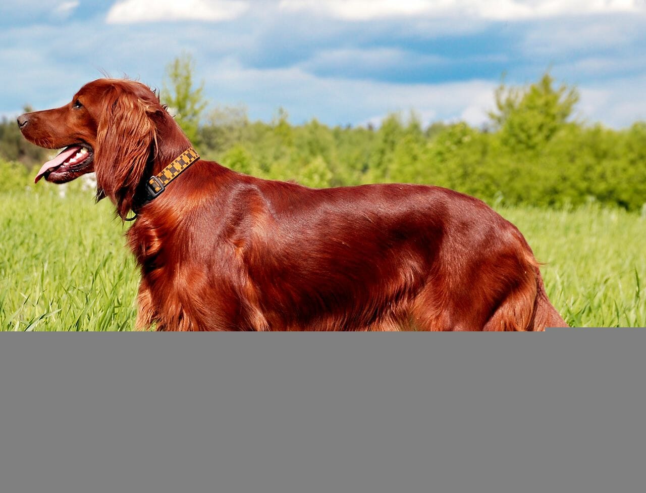 Las razas mas adecuadas para convivir con niños razas