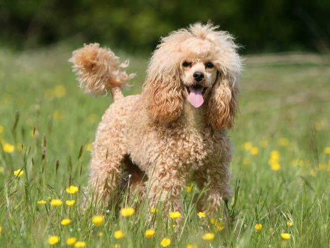 Las razas mas adecuadas para convivir con niños razas