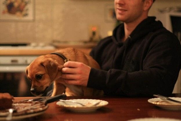 ¿Por qué el chocolate negro puede ser venenoso para los perros?